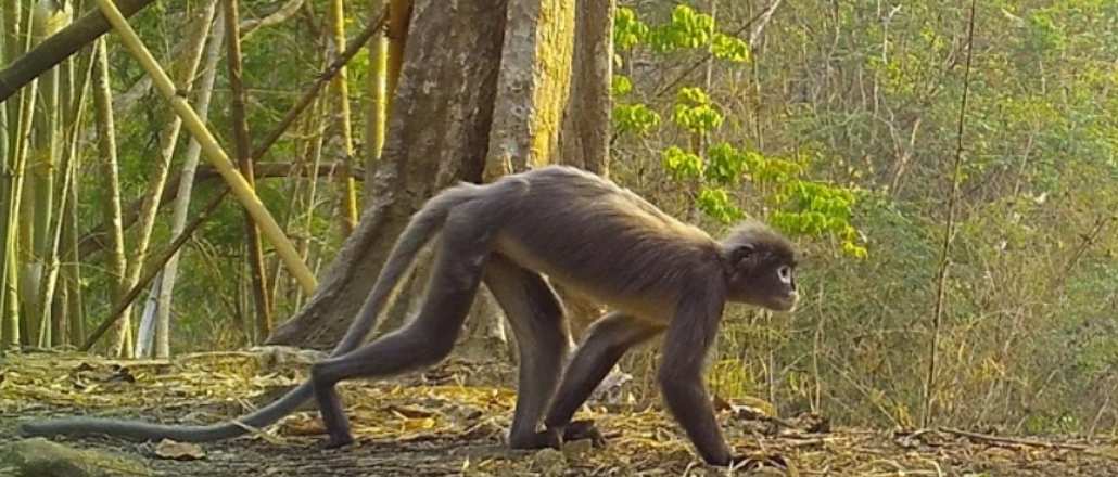 Newly Discovered Mekong Region Monkey Endangered Already