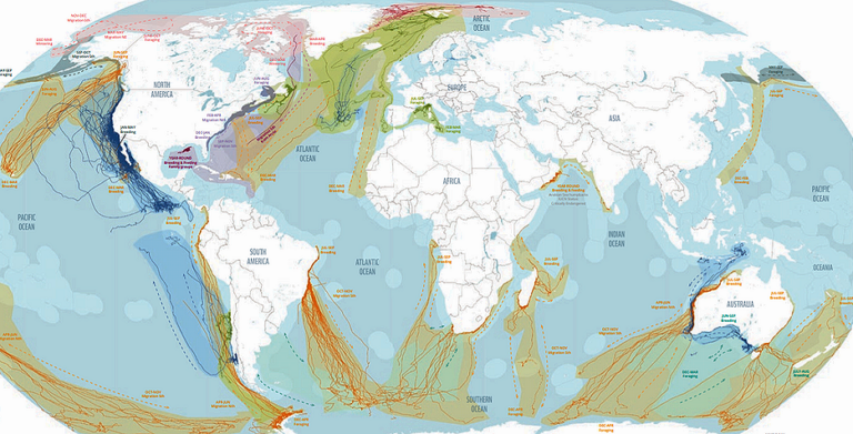 Exploring Whale Superhighways With a Global Team of Scientists