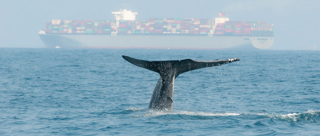 Exploring Whale Superhighways With a Global Team of Scientists